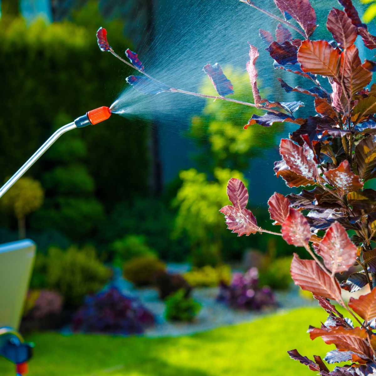 Pest Control – K&H Landscape and Grounds Maintenance