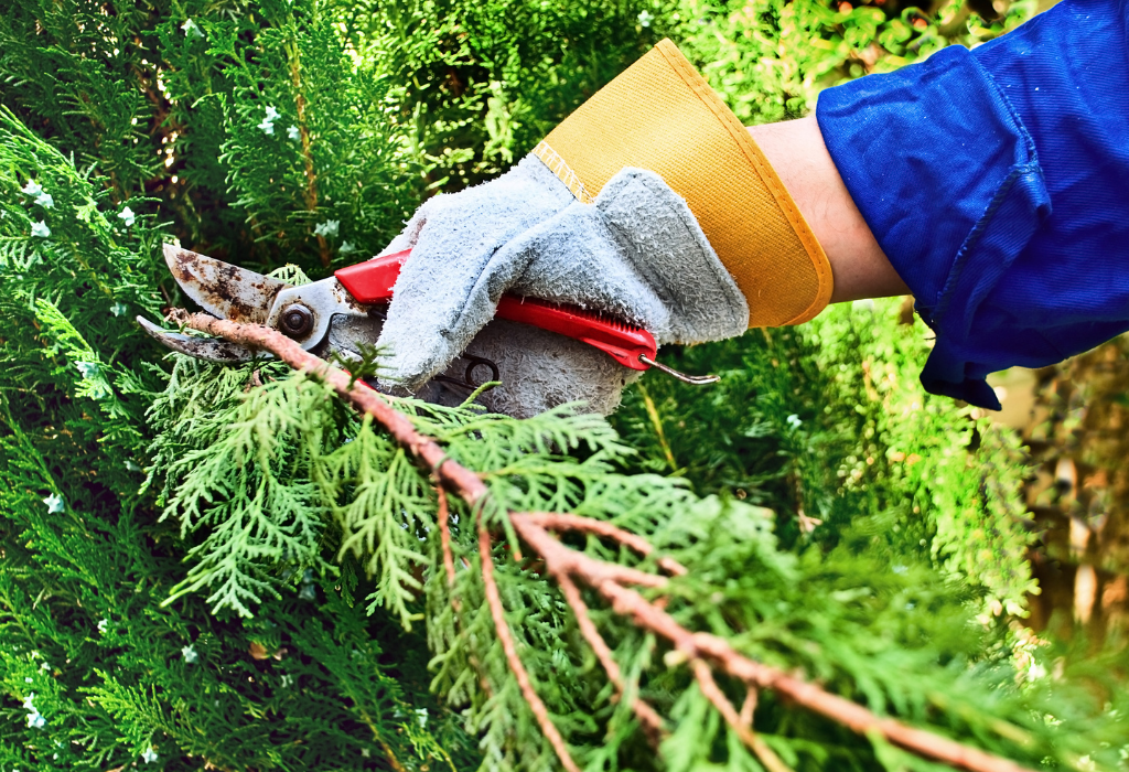The Ultimate Guide to Winter Pruning – K&H Landscape and Grounds ...